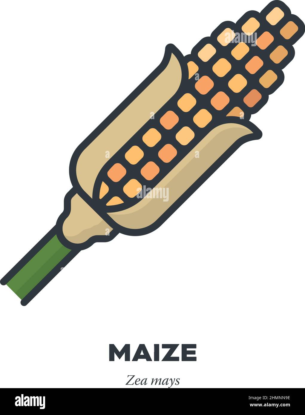 Maize plant, Corn cob vegetable icon, outline with color fill style ...