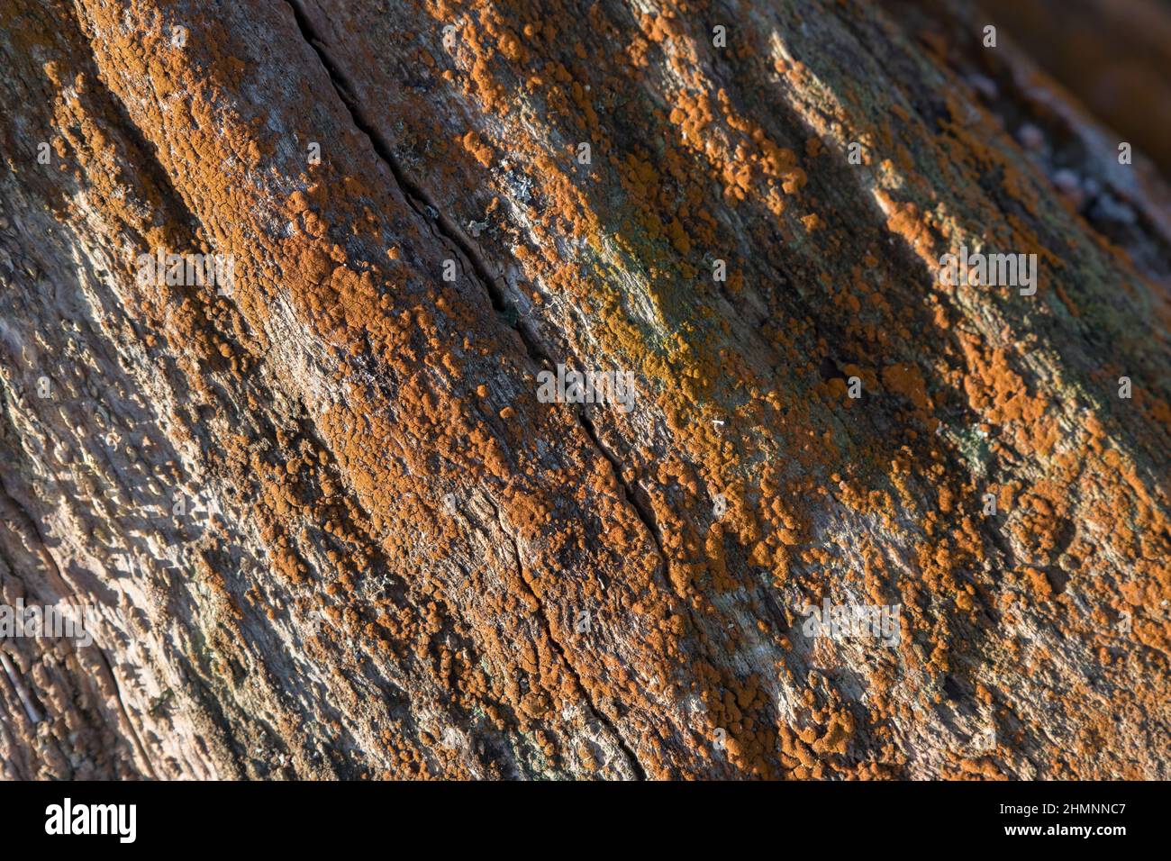 Orange lichen living on old tree Stock Photo - Alamy