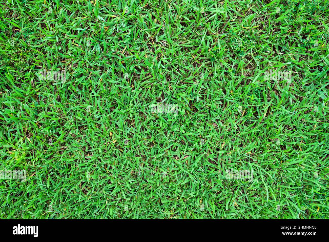 Green grass texture background. Top view Stock Photo - Alamy