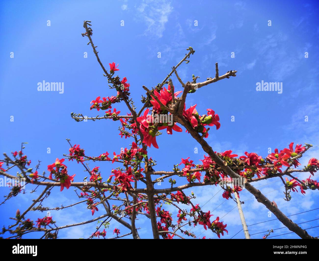 Bombax (Shimul) Tree Stock Photo - Alamy