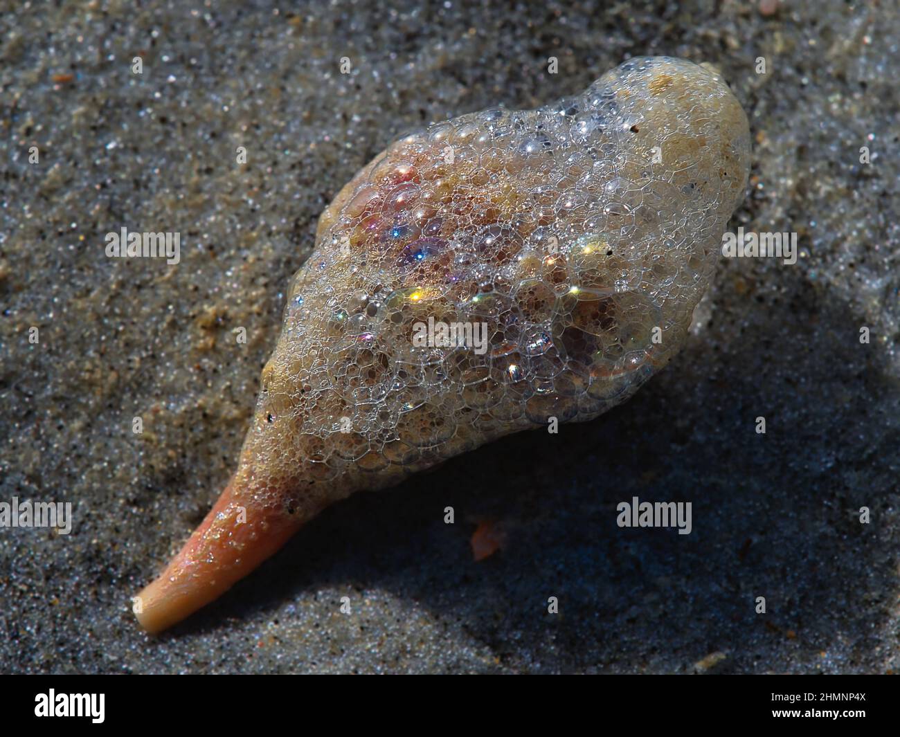 Sea shell covered by sea foam laying on the beach Stock Photo - Alamy
