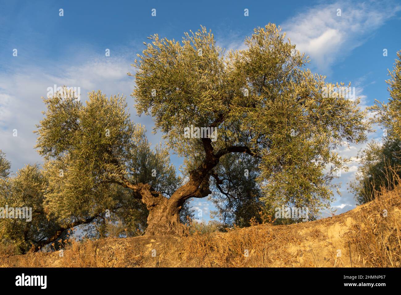 Ancient big tree in the top of a hill in the forest Stock Photo - Alamy