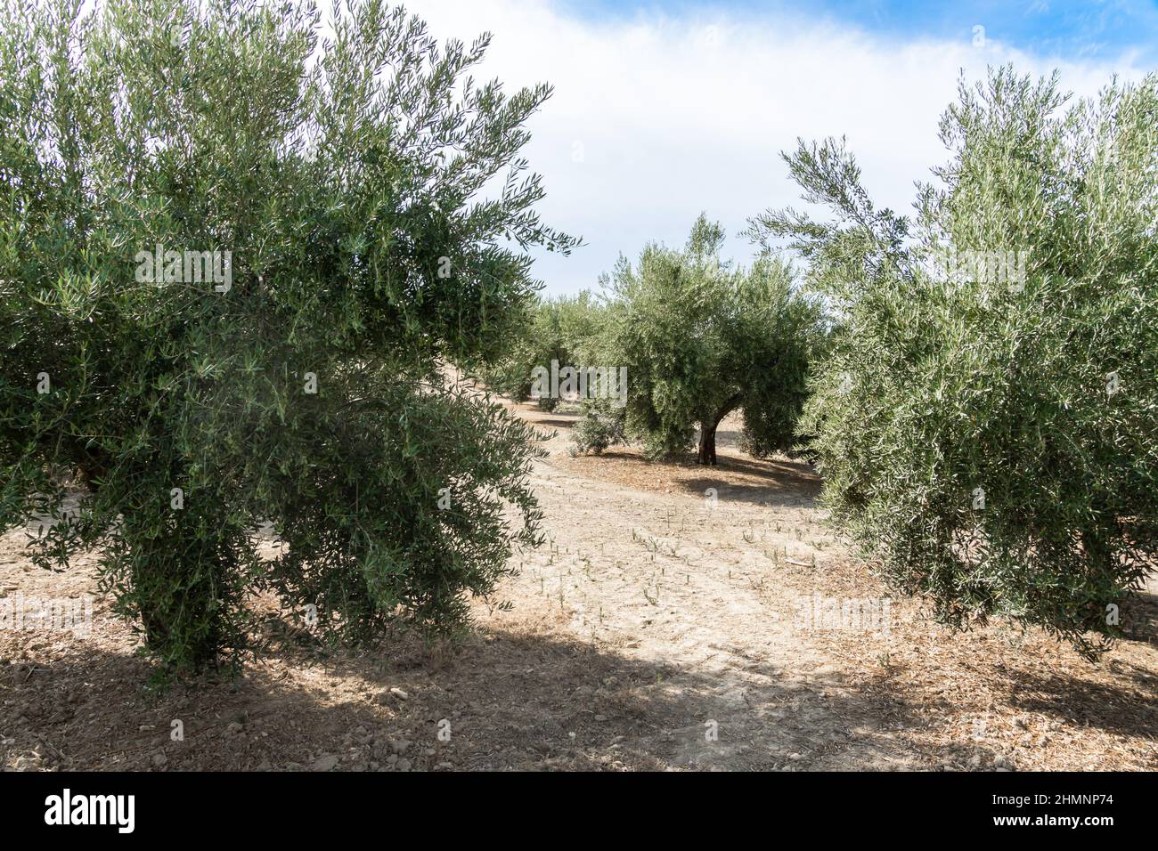 Some olive groves in Subbetic Mountains in Cordoba, Spain Stock Photo ...