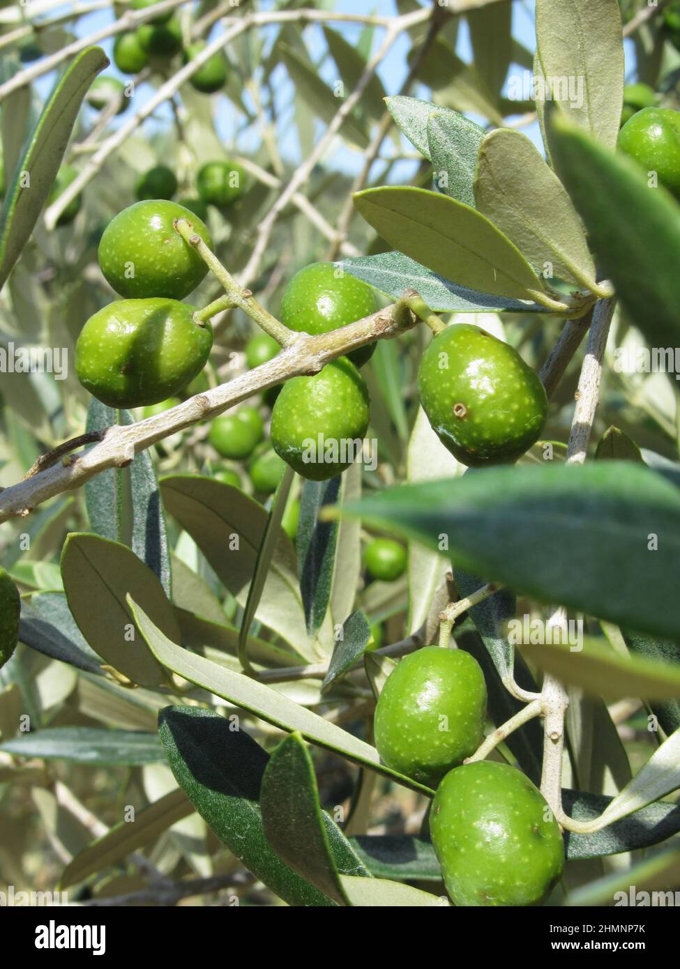 Infested mediterranean olive tree by olive fruit fly Bactrocera oleae ...
