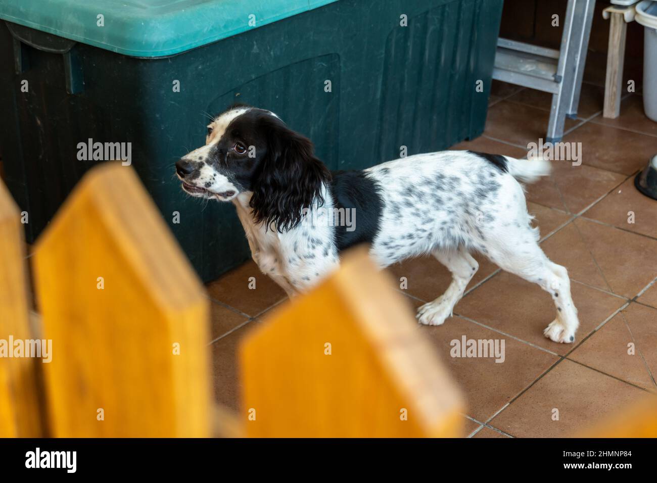 Excited dog at door hi-res stock photography and images - Alamy