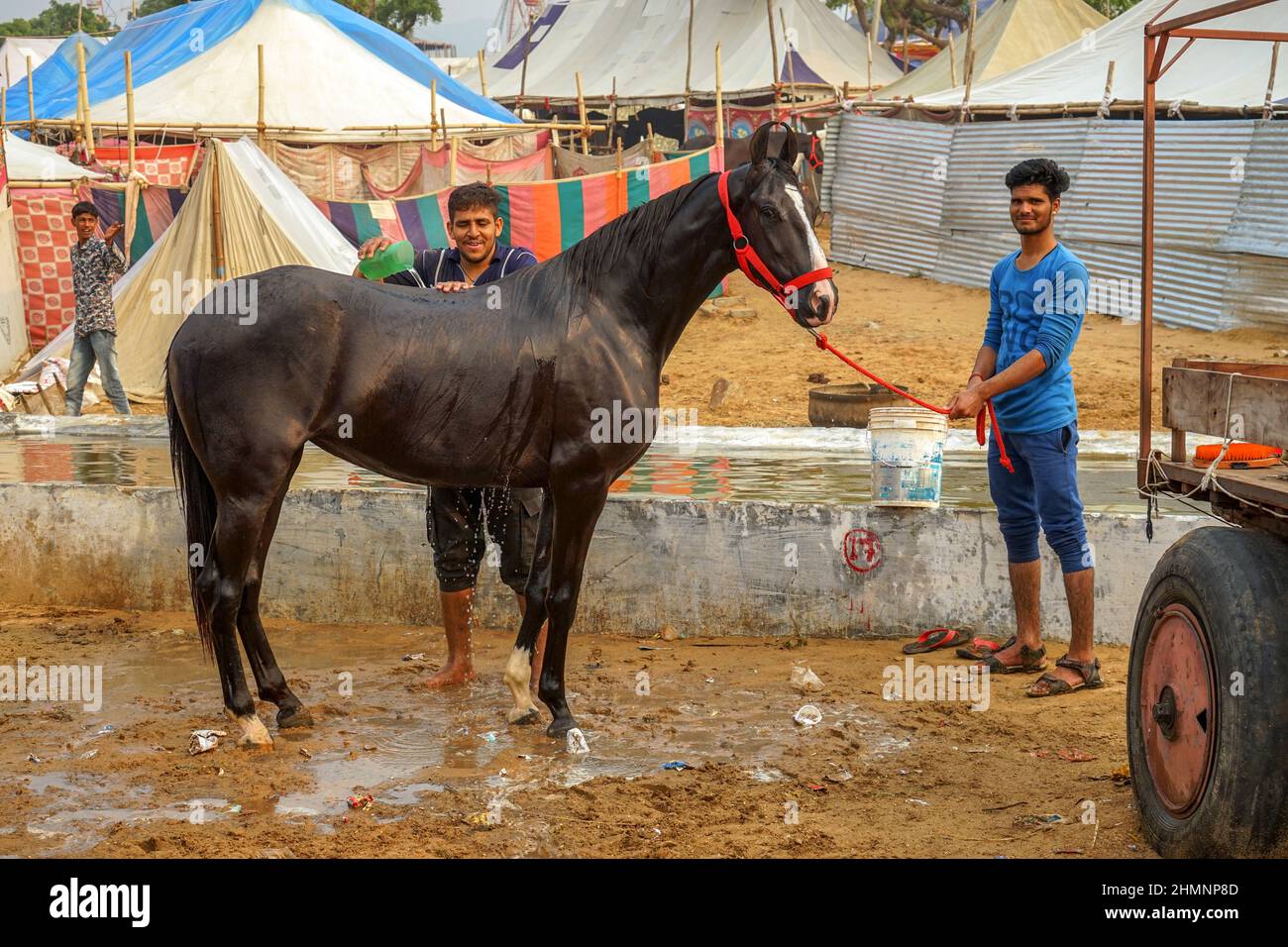 A majestic horse is washed during the Pushkar camel Fair, Rajasthan ...