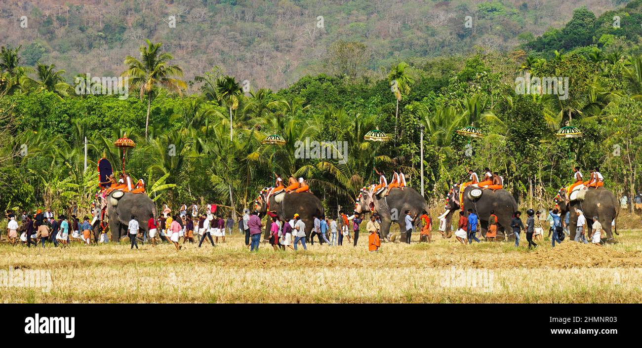 Elephants in procession with their mahouts, through the forest to ...