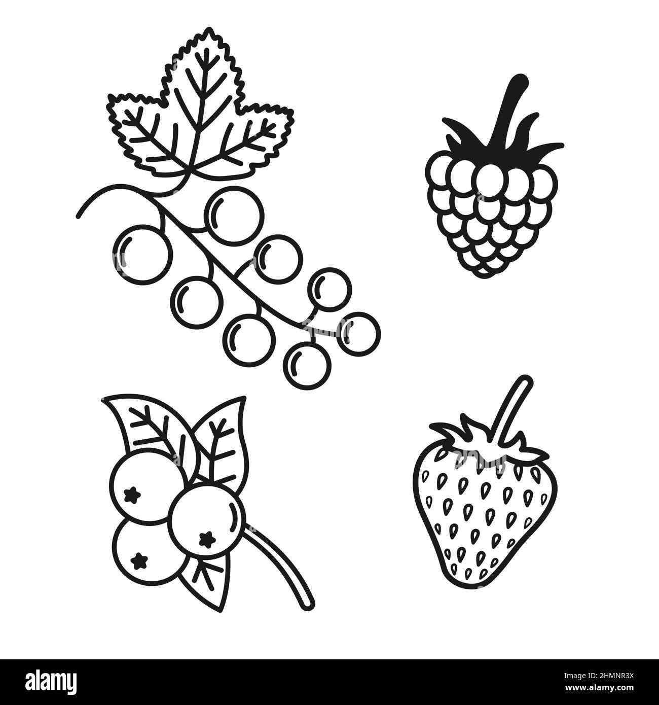 Vector contour drawing set of berry. Raspberries and strawberries ...