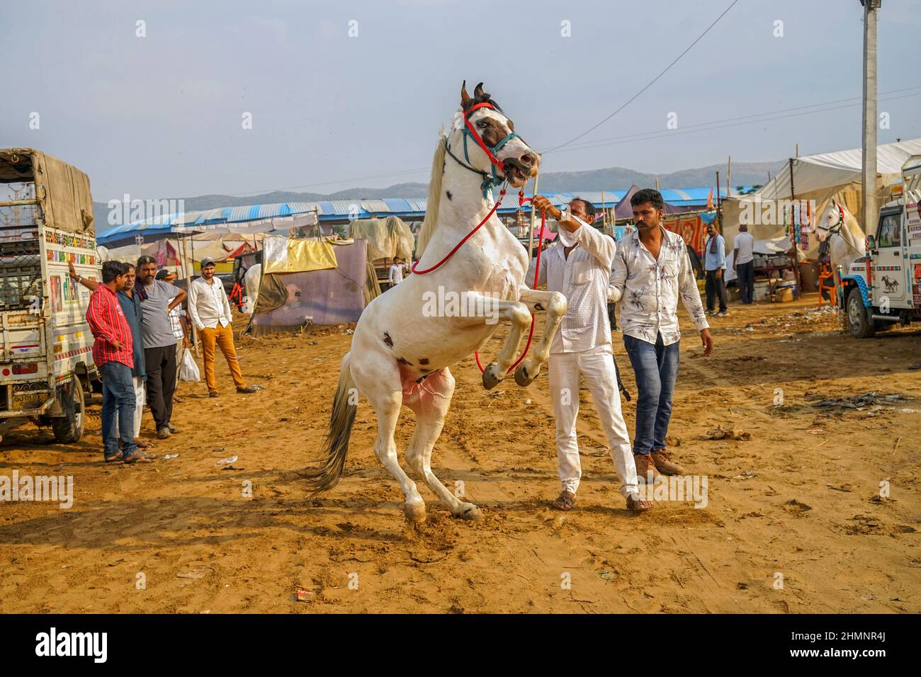 Horse trader with white stallion at the Pushkar camel Fair, Rajasthan ...