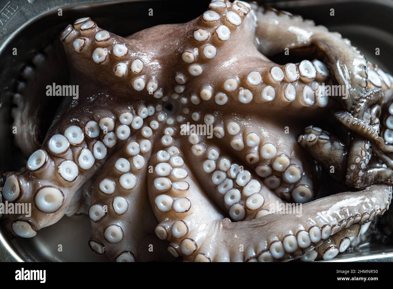 octopus is raw, ready to cook. Creative concept of healthy food with ...