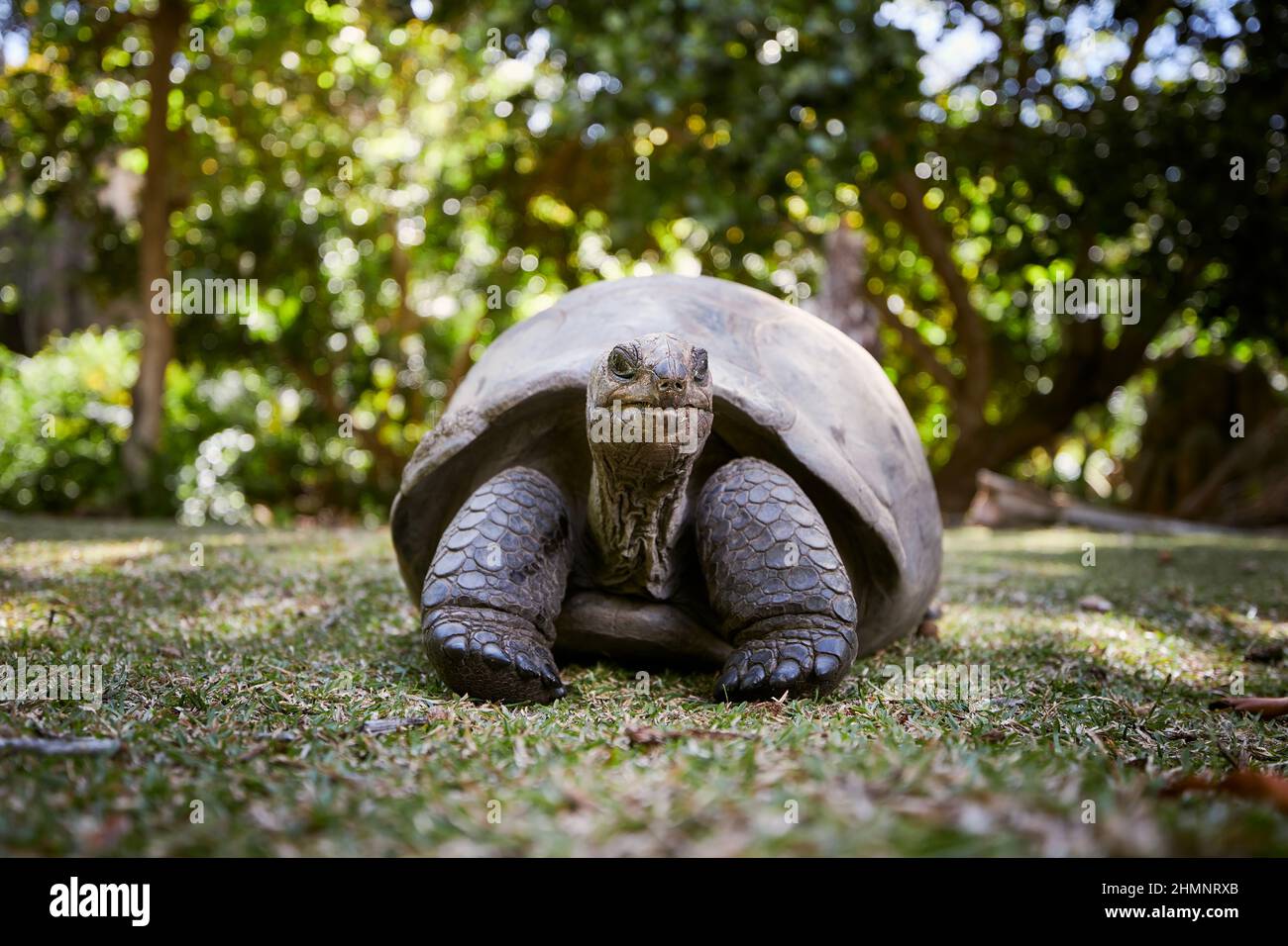 Aldabra giant tortoise in grass. Front view of turtle in Seychelles ...