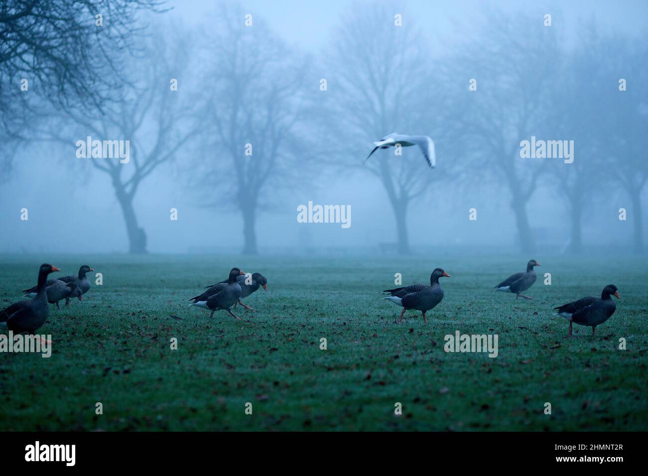Geese walk through a dense fog in a park in Ilford, East London, in the ...