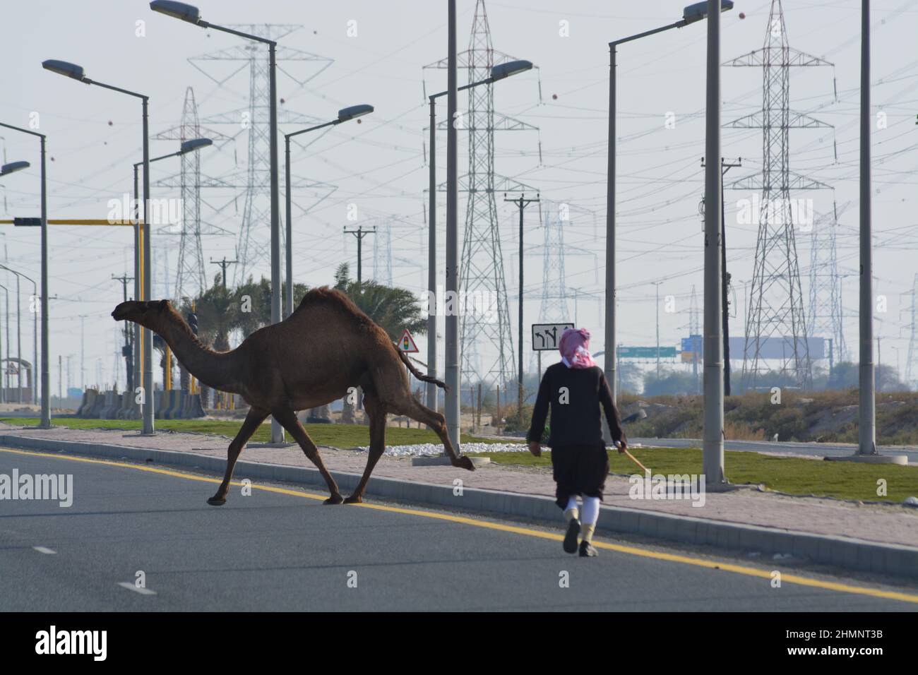 Camel running on the Road, Middle east Stock Photo - Alamy