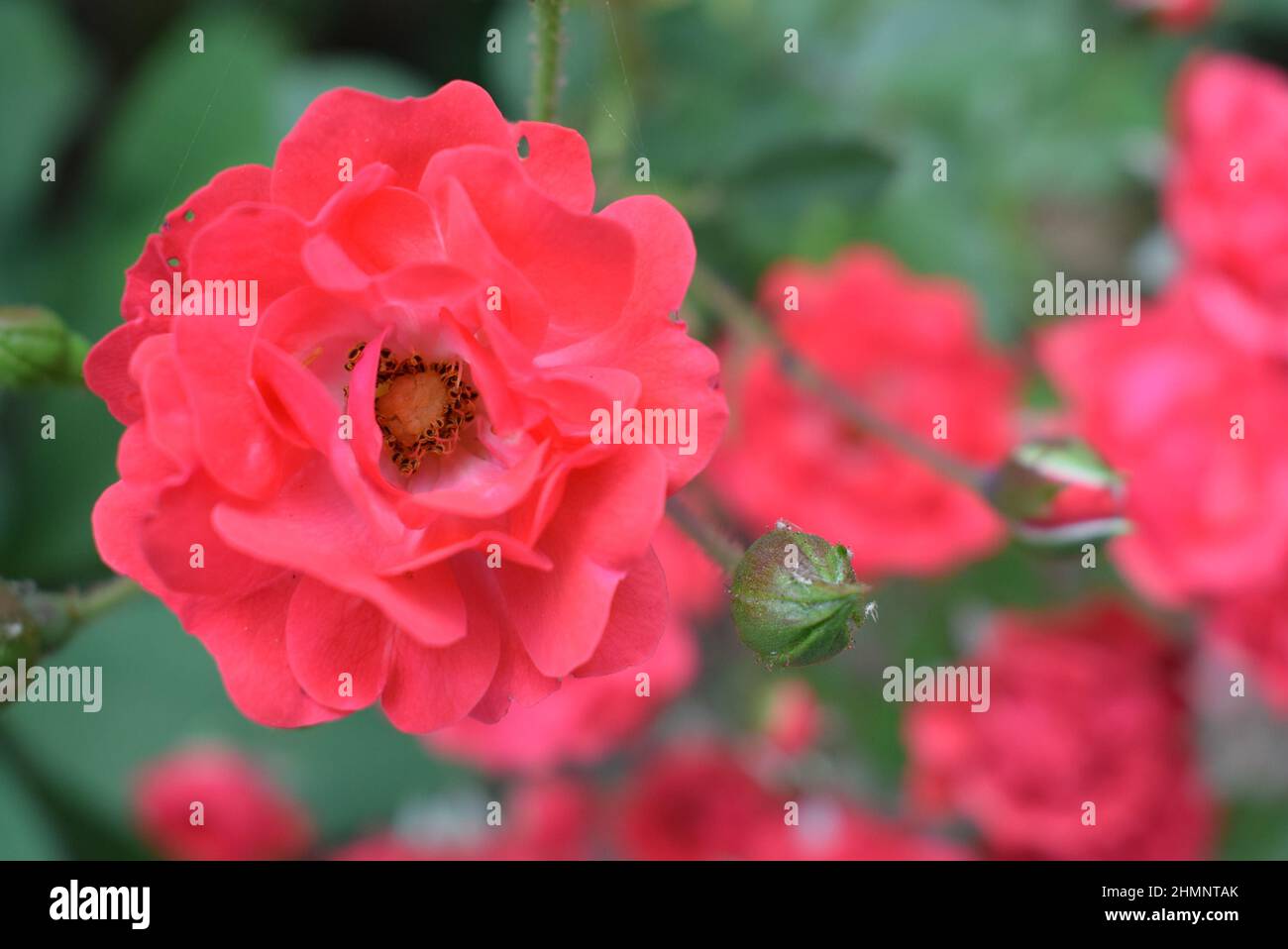 Jolieveranda hi-res stock photography and images - Alamy