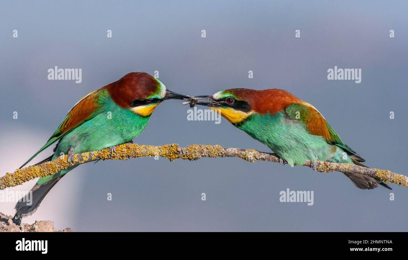 European bee eaters , Merops apiaster Stock Photo - Alamy
