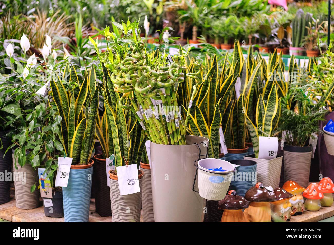 Decorative potted plants and bamboo are for sale. Garden shop with ...