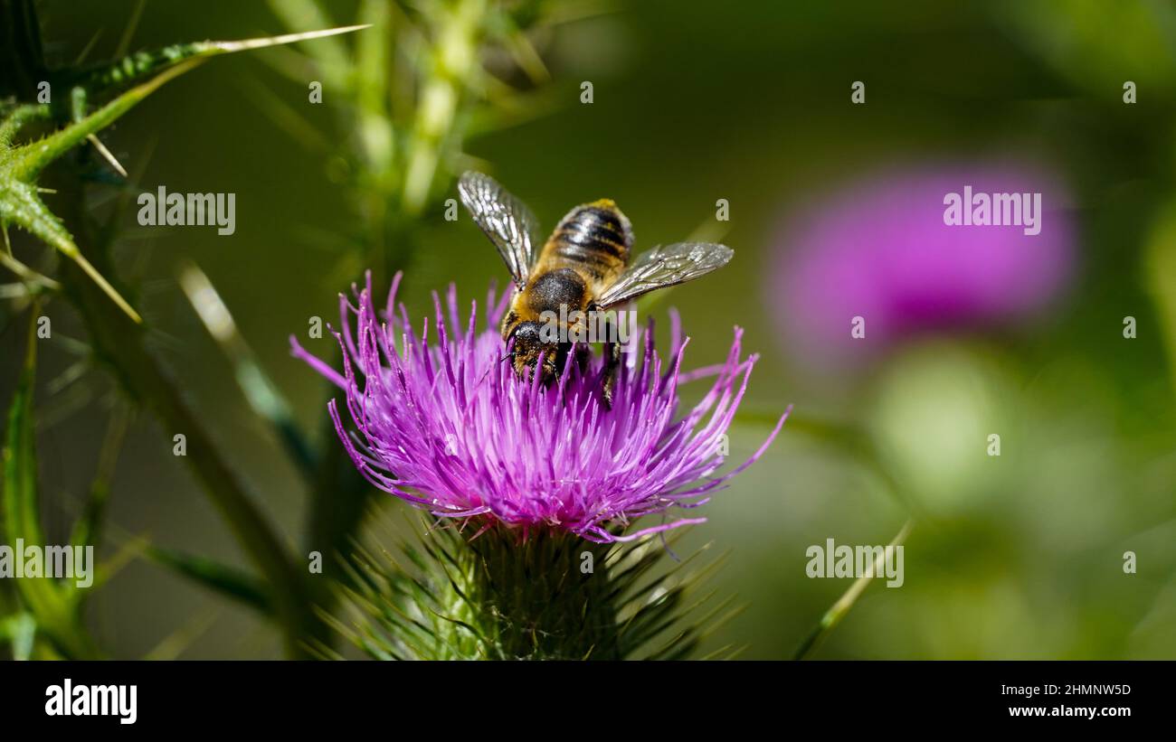 Honeybee flying on flower hi-res stock photography and images - Alamy