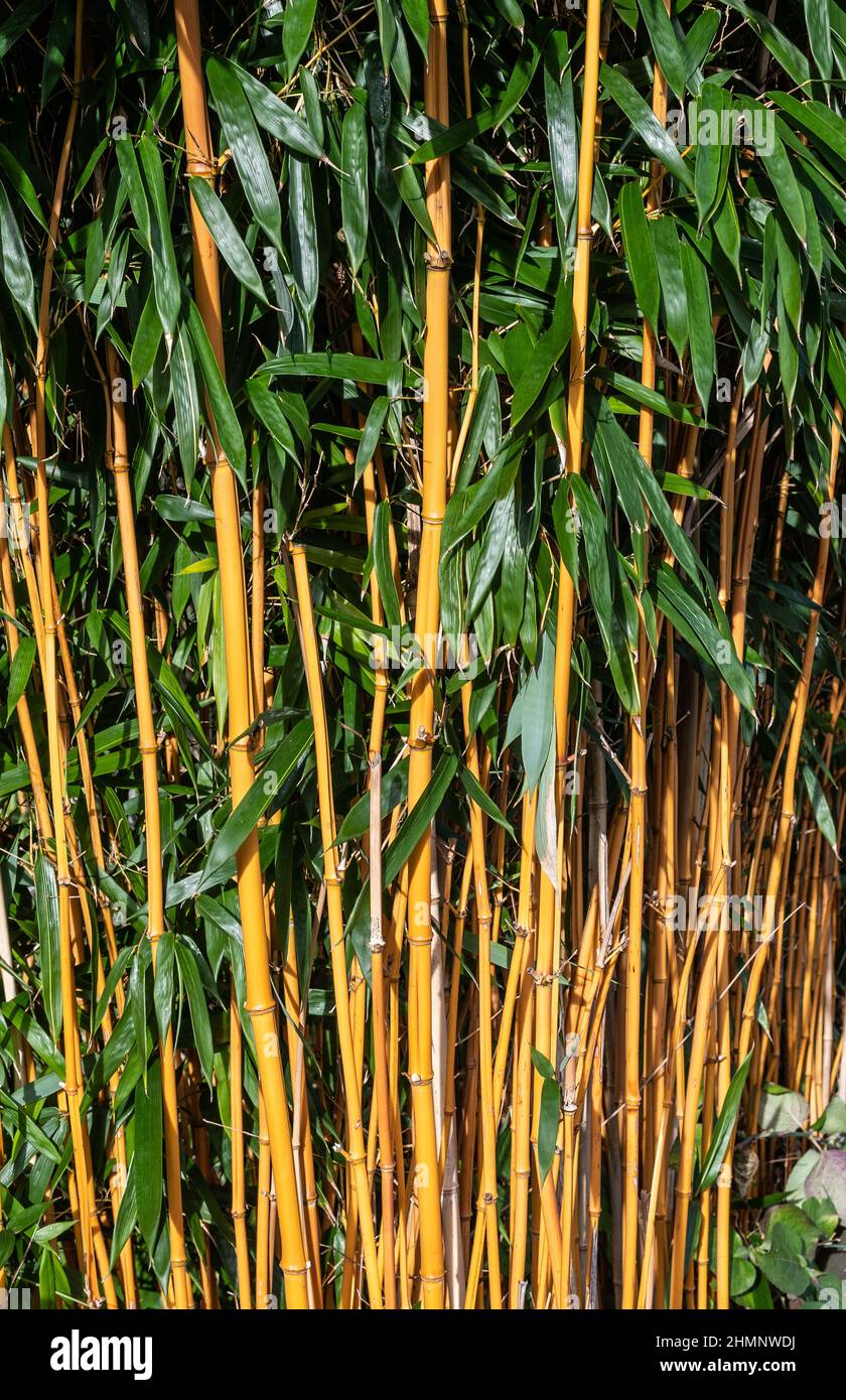 Very fast growing grass hi-res stock photography and images - Alamy