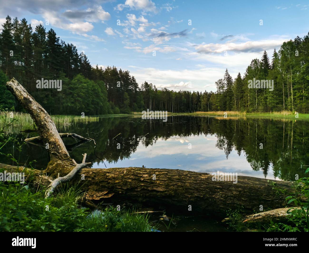 Untouched nature of the old reserve. Forest wild lake surrounded by ...