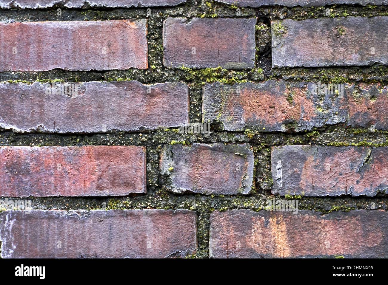 Weathered old brick wall with gray joints, with green moss growing in ...