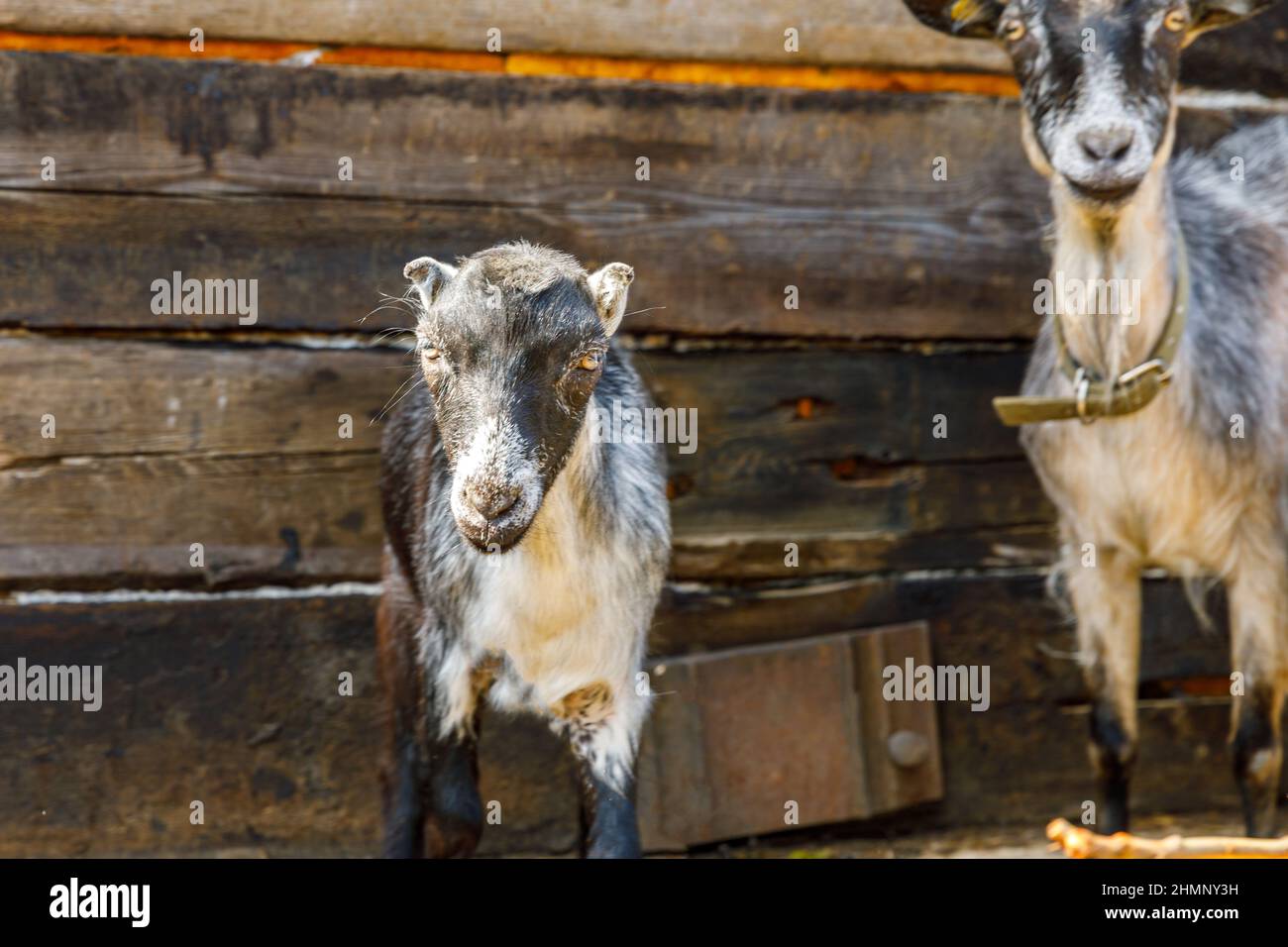 Modern animal livestock. Cute goat relaxing in yard on farm in summer ...