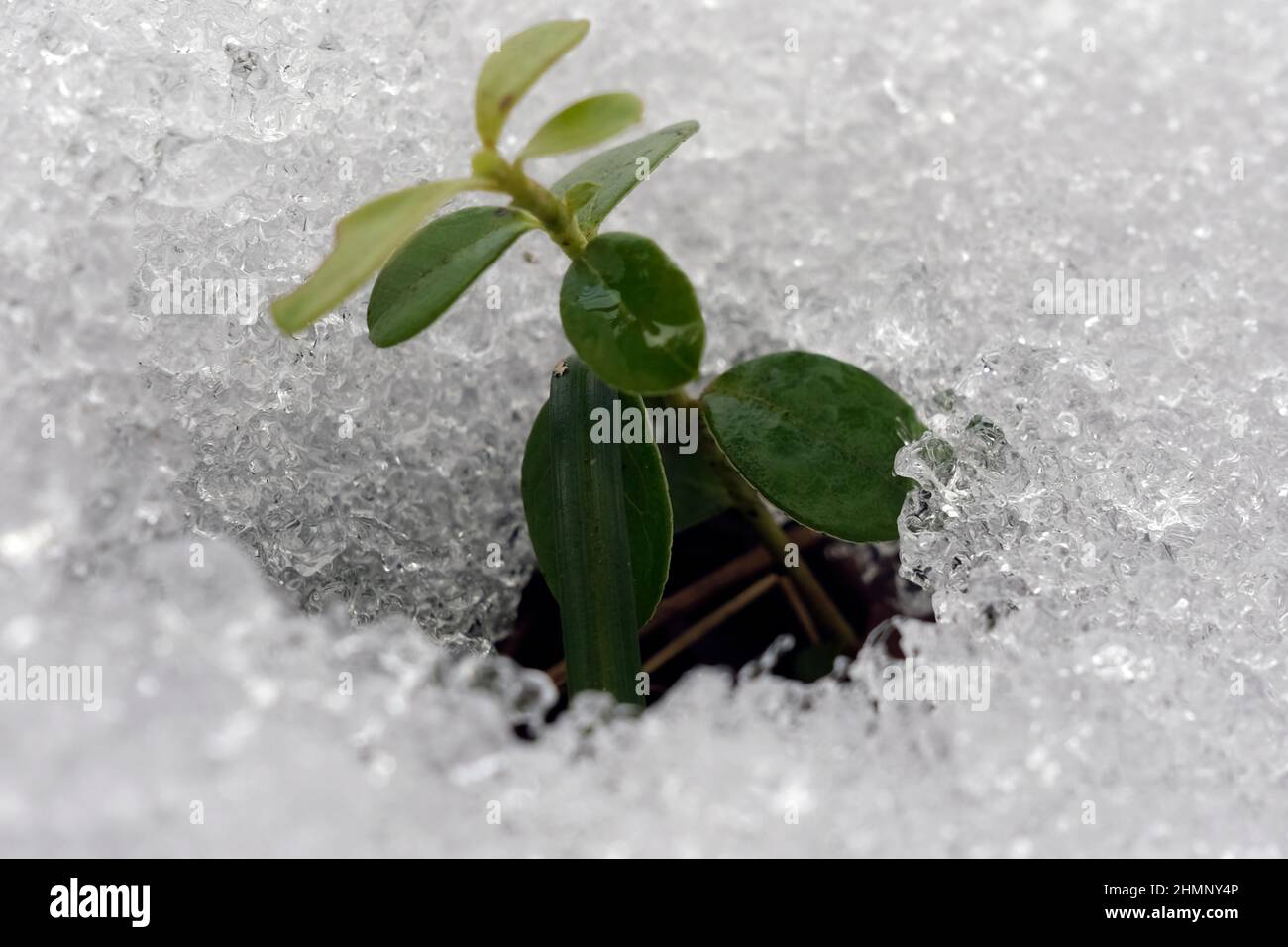 Plants growing through the ice crystalline structure opening in closeup ...