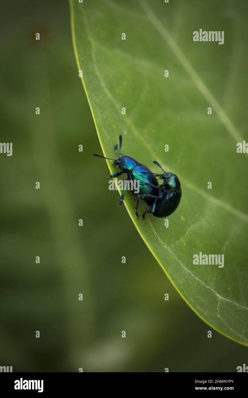 The way small blue insects breed Stock Photo - Alamy