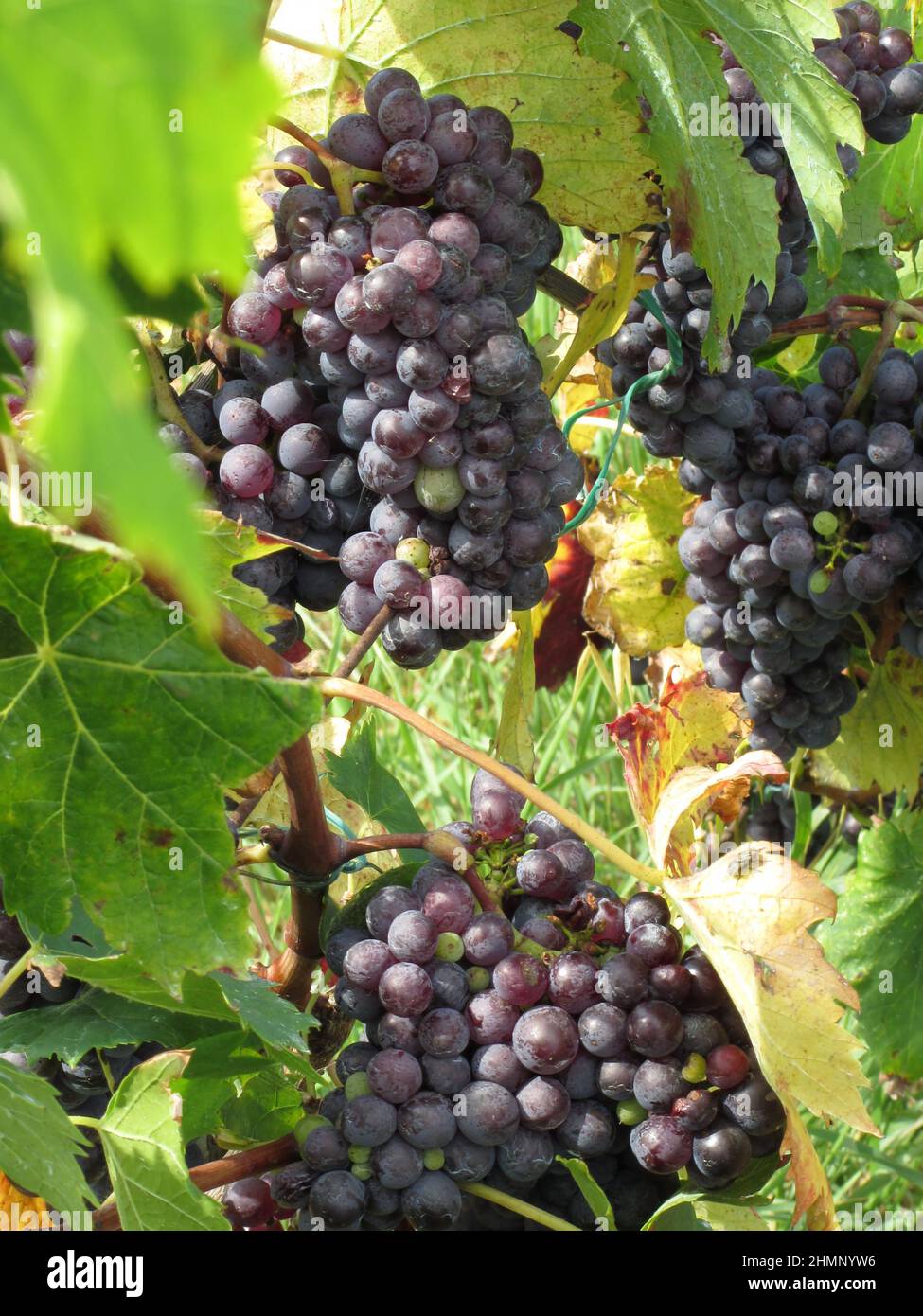 Red grapes in a vineyard Stock Photo - Alamy