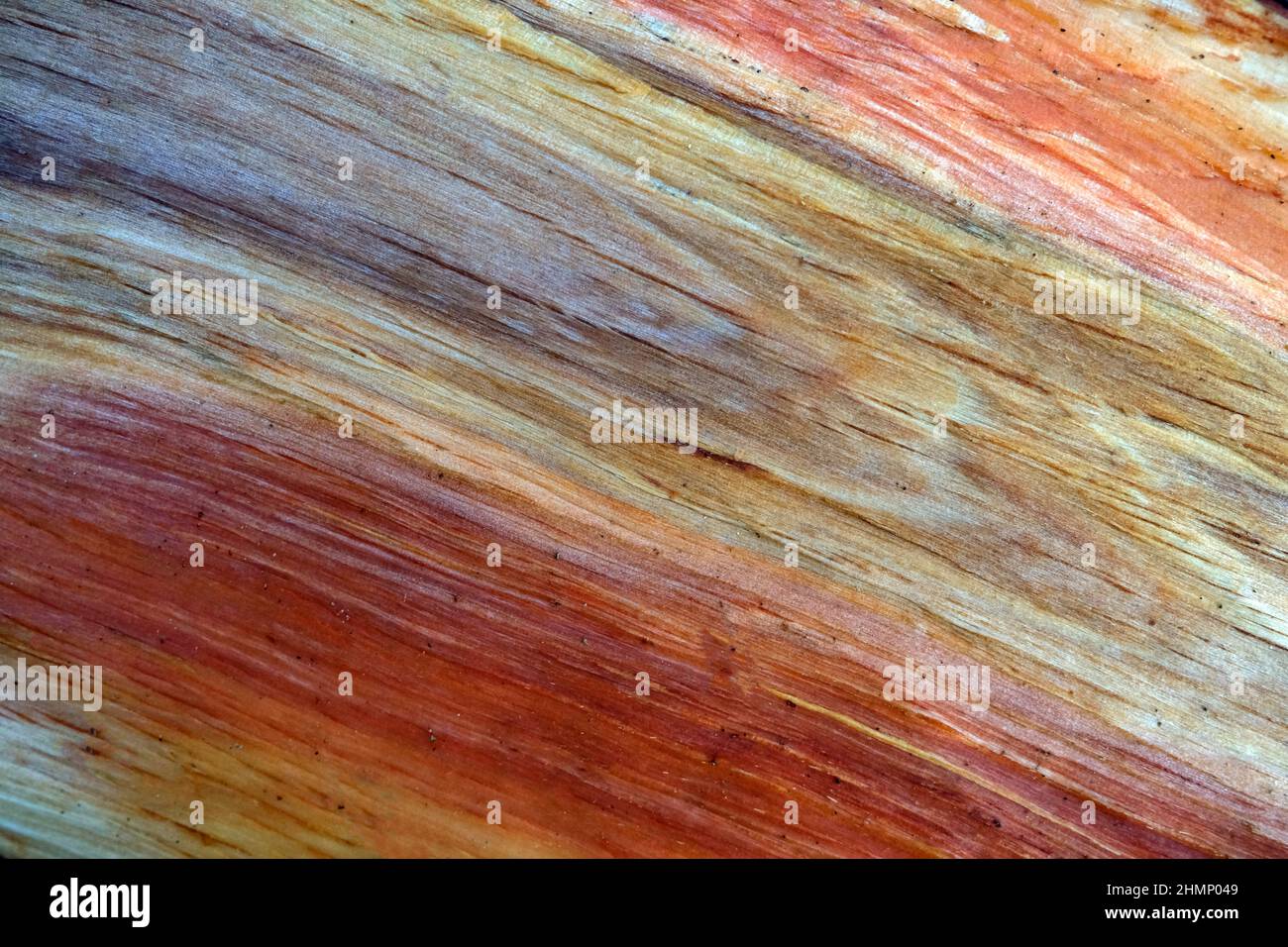 Colourful patterns of a fallen tree trunk in close up Stock Photo - Alamy