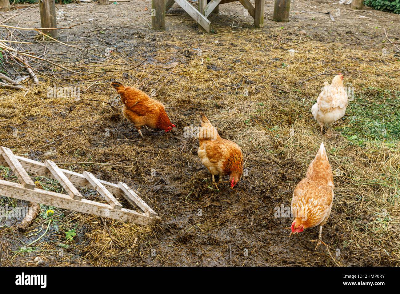 Free range chicken on organic animal farm freely grazing in yard on ...