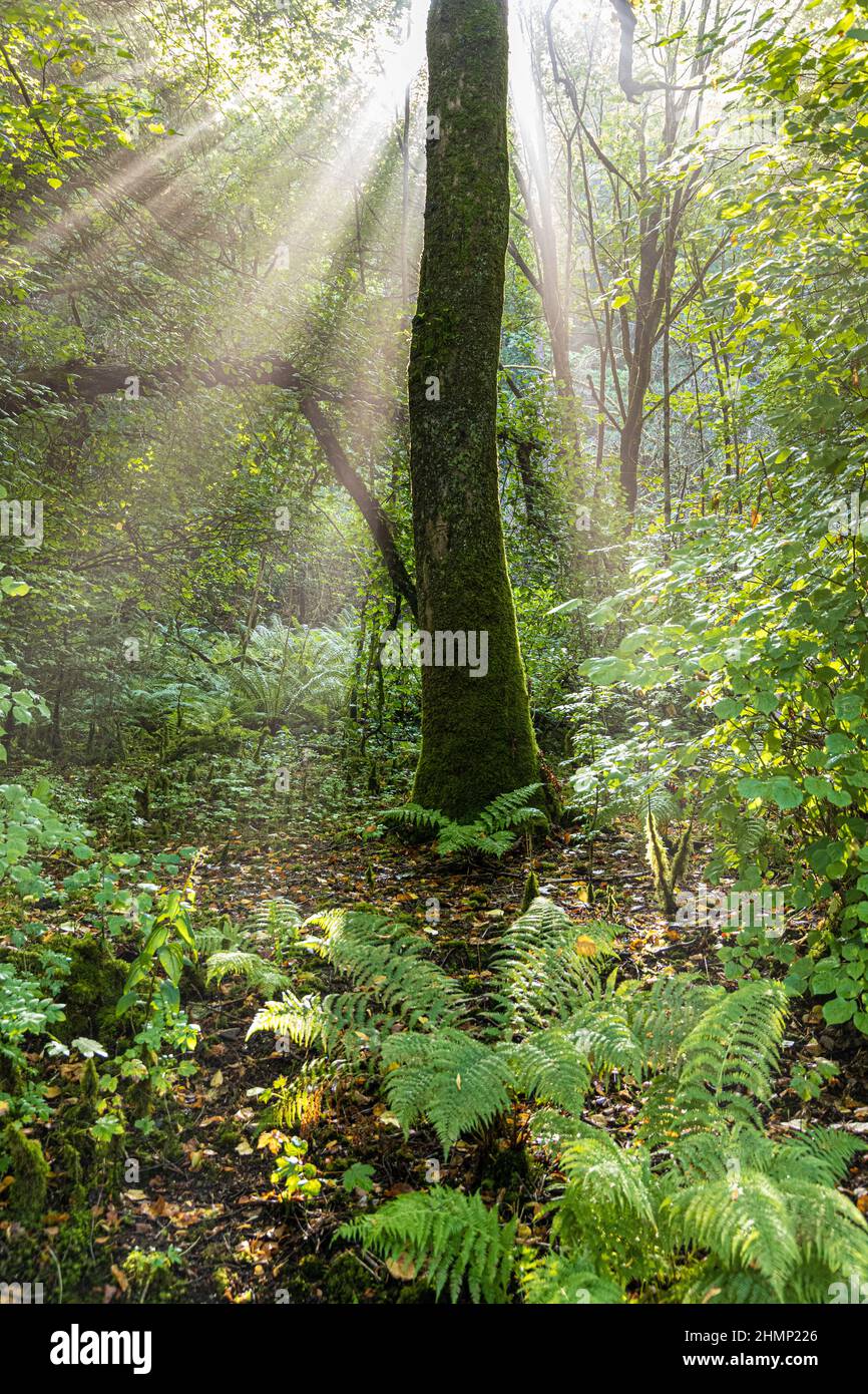 Beam of light through trees hi-res stock photography and images - Alamy