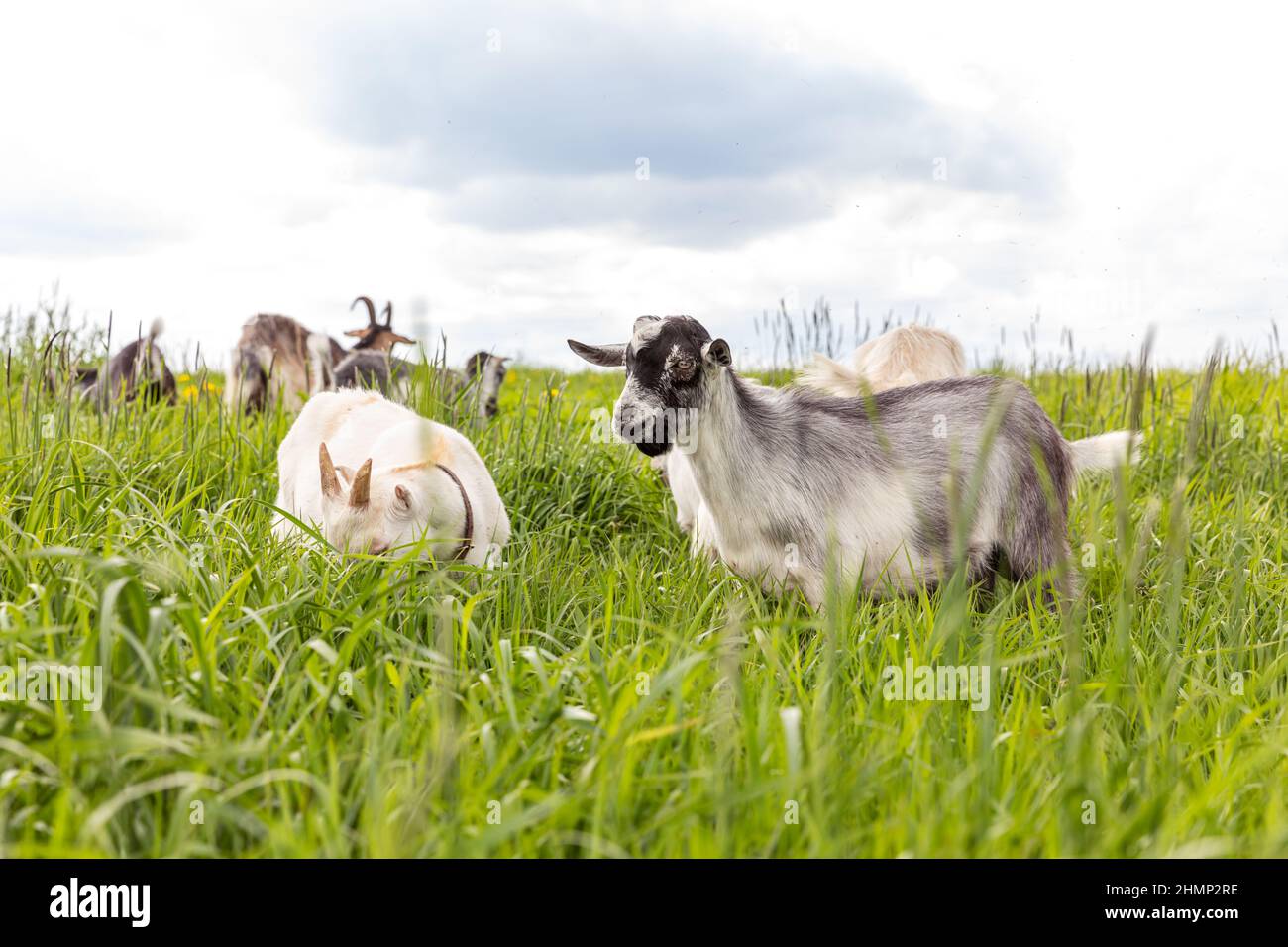Cute free range goatling on organic natural eco animal farm freely ...