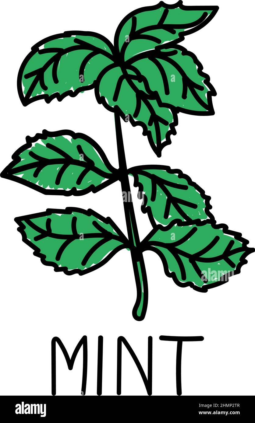 Mint, hand-drawn doodle-style element. Logo and emblem packaging design ...