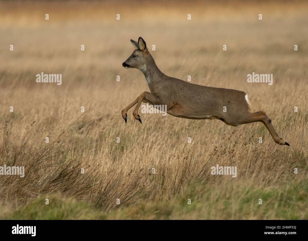 Deer Roe (Capreolus capreolus), hind running, Mersehead RSPB Reserve ...