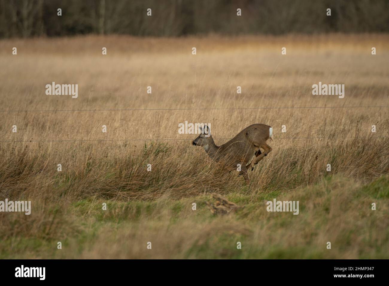 Deer Roe (Capreolus capreolus), hind running, Mersehead RSPB Reserve ...