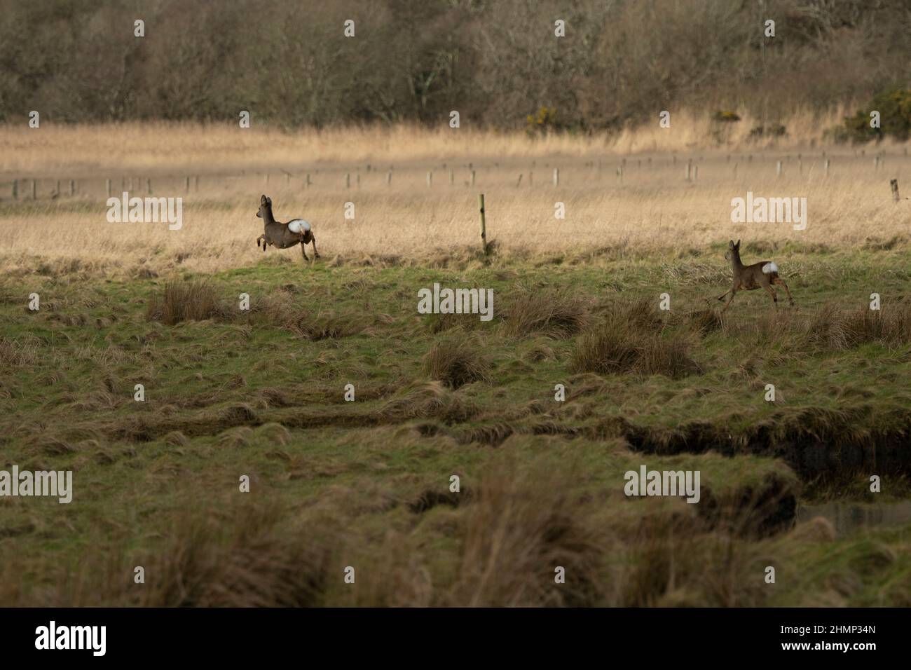 Deer Roe (Capreolus capreolus), hind running, Mersehead RSPB Reserve ...