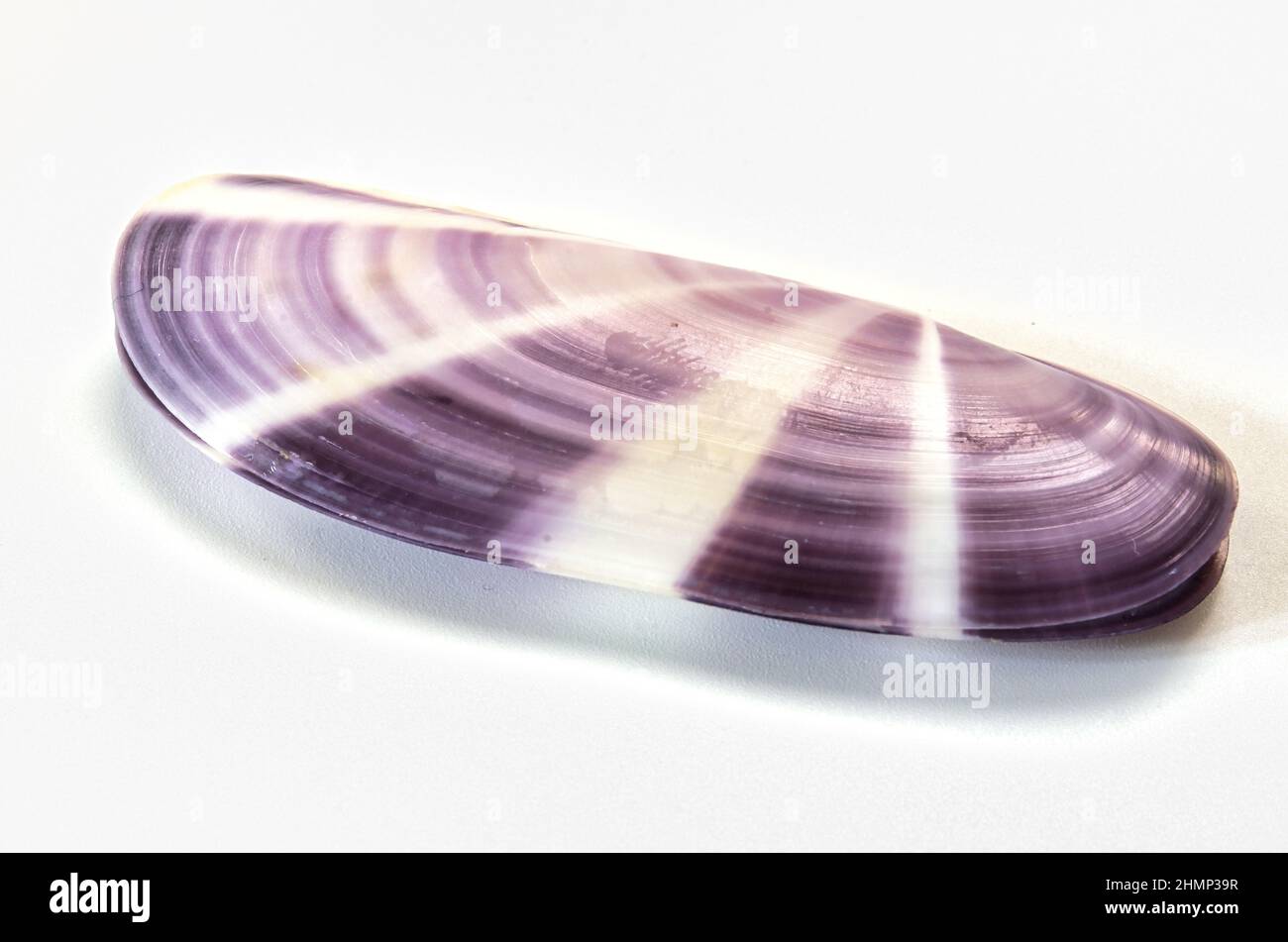 close-up of the shell siliqua radiata (Linnaeus, 1758).Class: Bivalvia ...