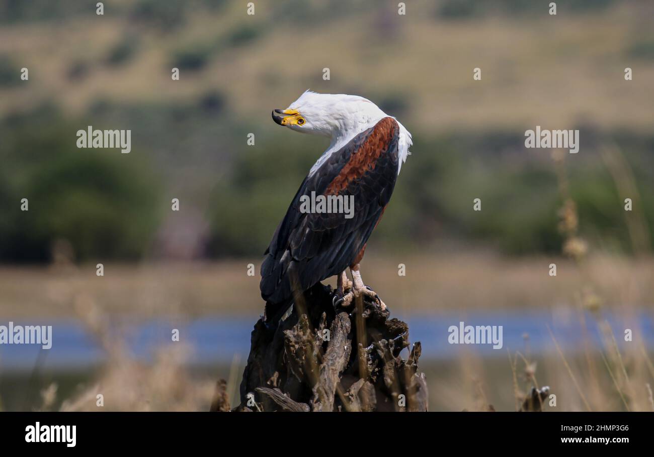African Fish Eagle, Pilanesberg National Park, South Africa Stock Photo ...