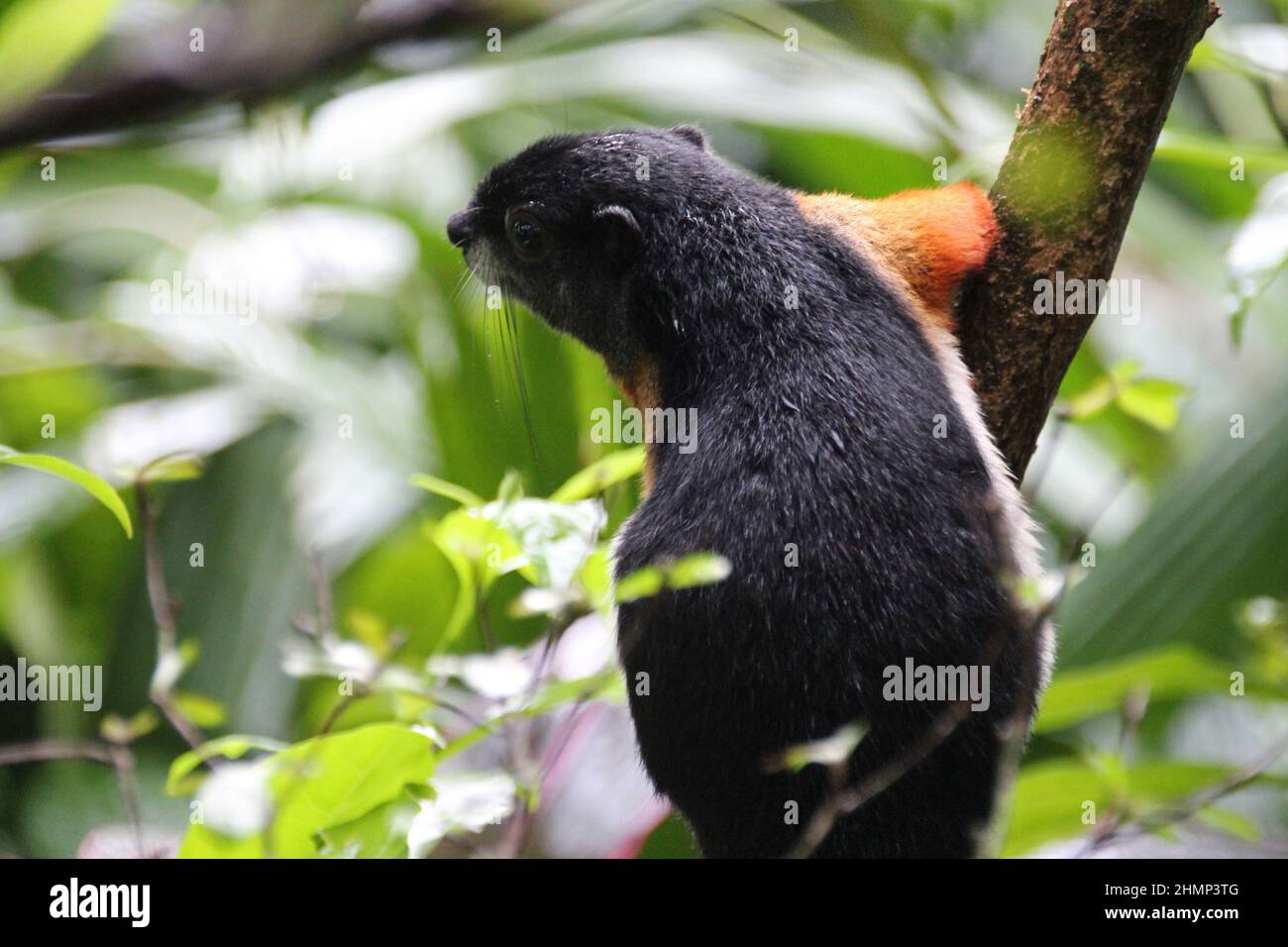 prevost (?) squirrel in a zoo in singapore Stock Photo - Alamy