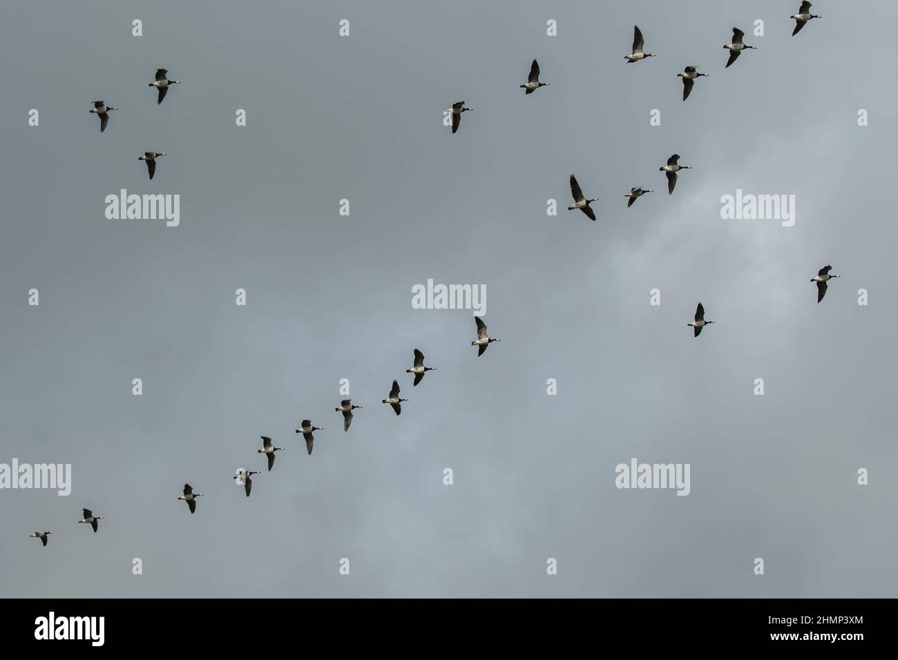Goose barnacle (Branta leucopsis), in flight, Mersehead RSPB Reserve ...