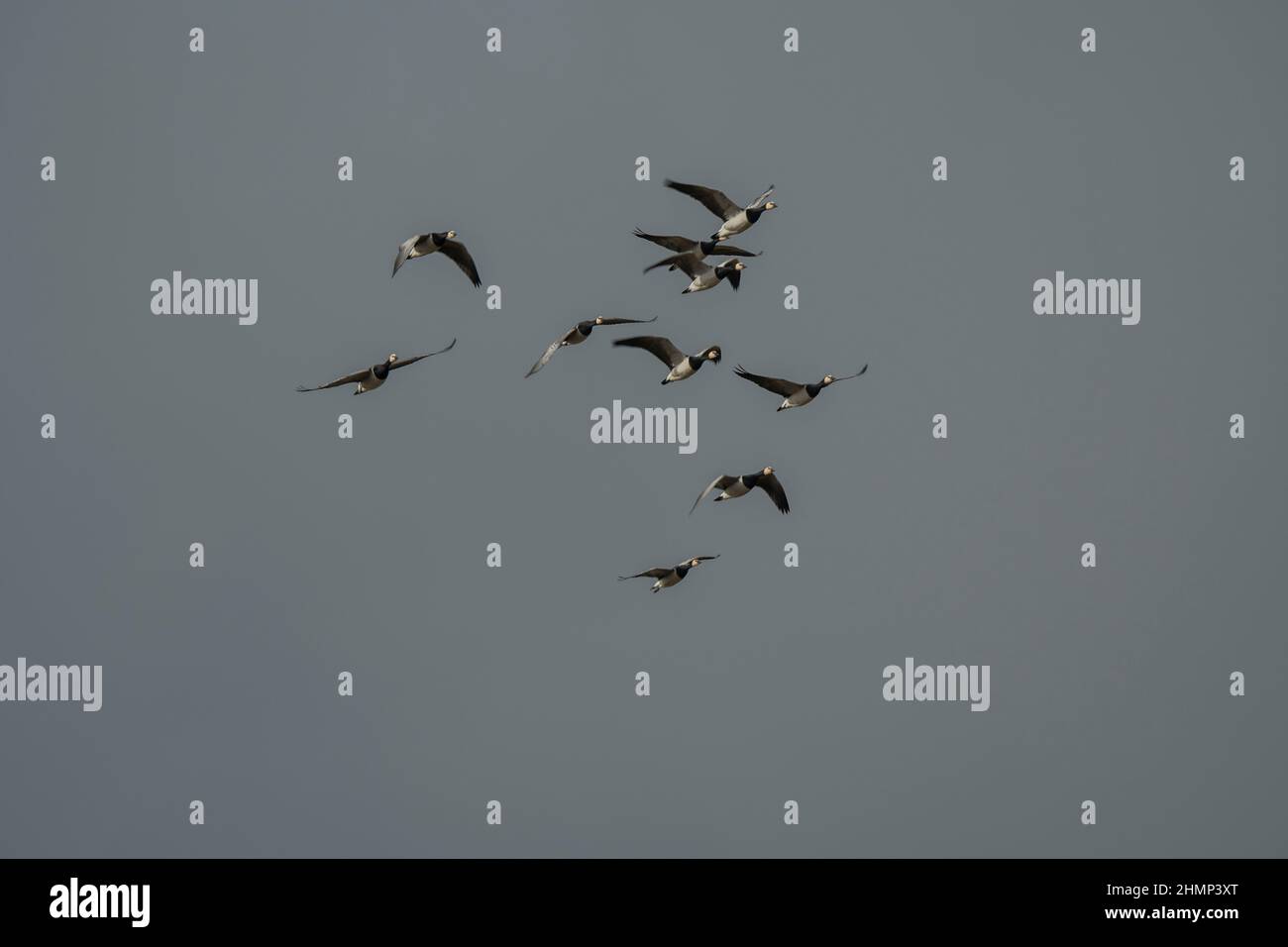 Goose barnacle (Branta leucopsis), in flight, Mersehead RSPB Reserve ...