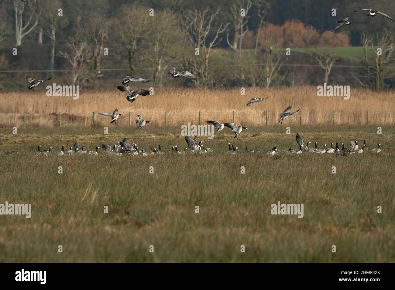Goose barnacle (Branta leucopsis), in flight, coming in to land ...