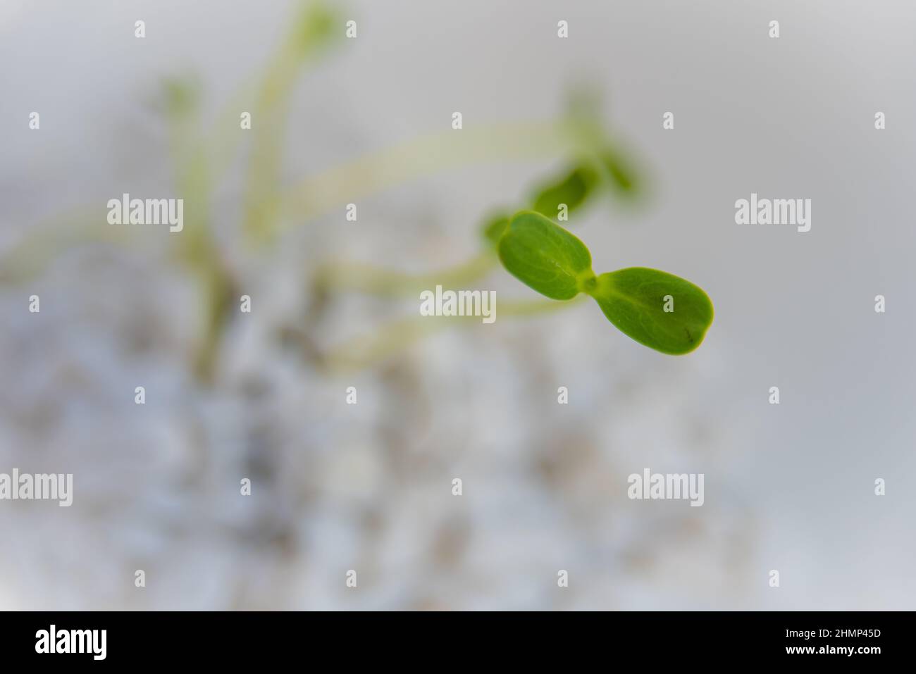 Small green sprouts grow in hi-res stock photography and images - Alamy