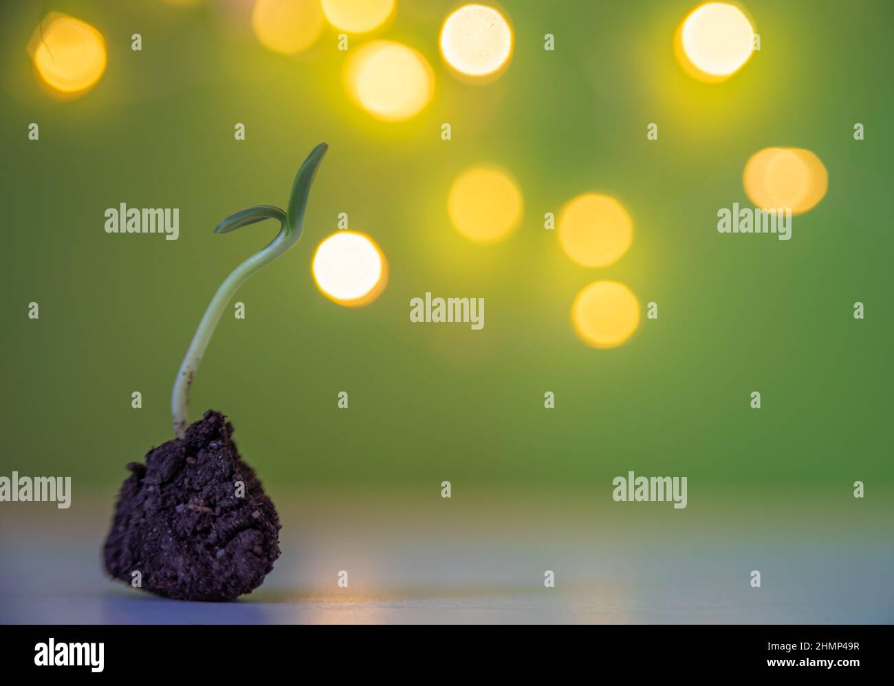 Small green sprouts grow in hi-res stock photography and images - Alamy