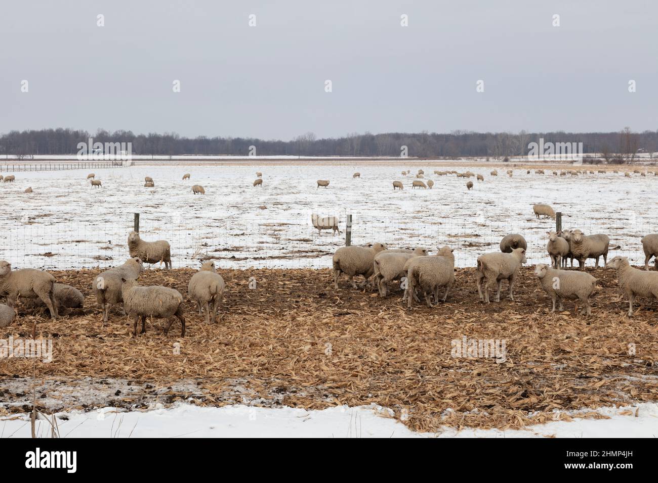 Sheep farm, Michigan, USA, by James D Coppinger/Dembinsky Photo Assoc ...