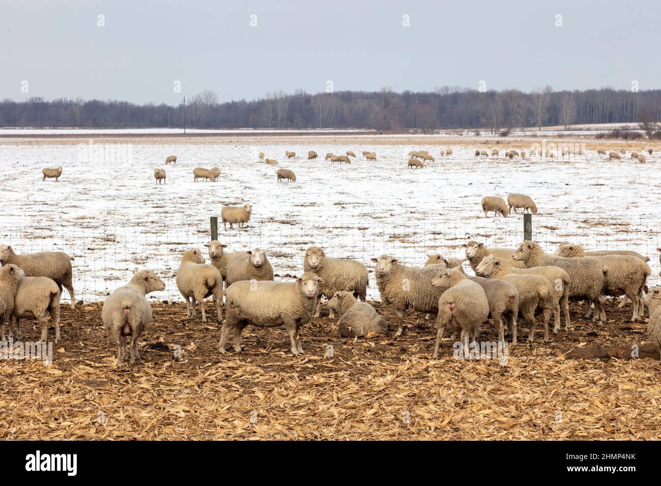 Sheep farm, Michigan, USA, by James D Coppinger/Dembinsky Photo Assoc ...