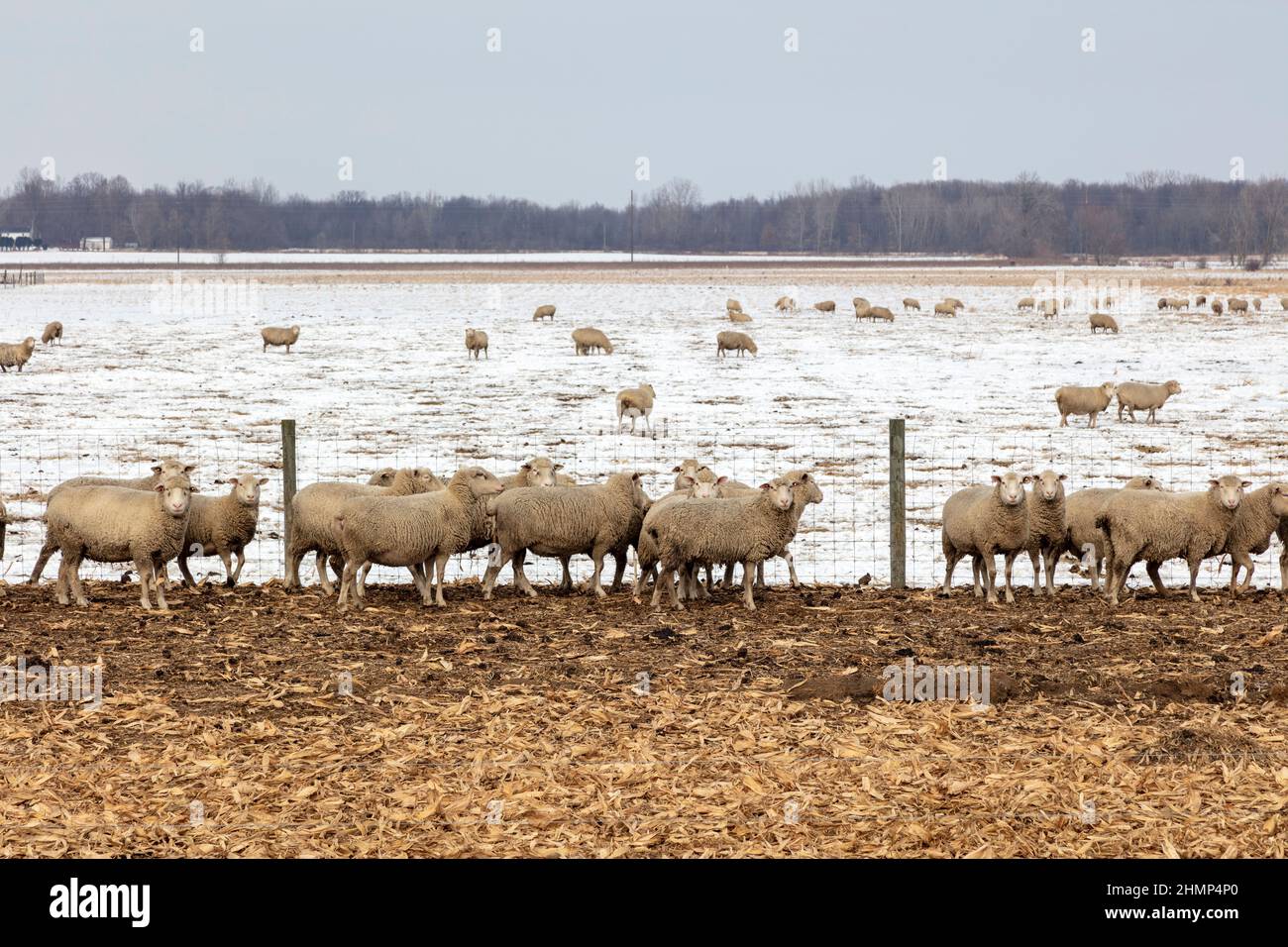 Sheep farm, Michigan, USA, by James D Coppinger/Dembinsky Photo Assoc ...