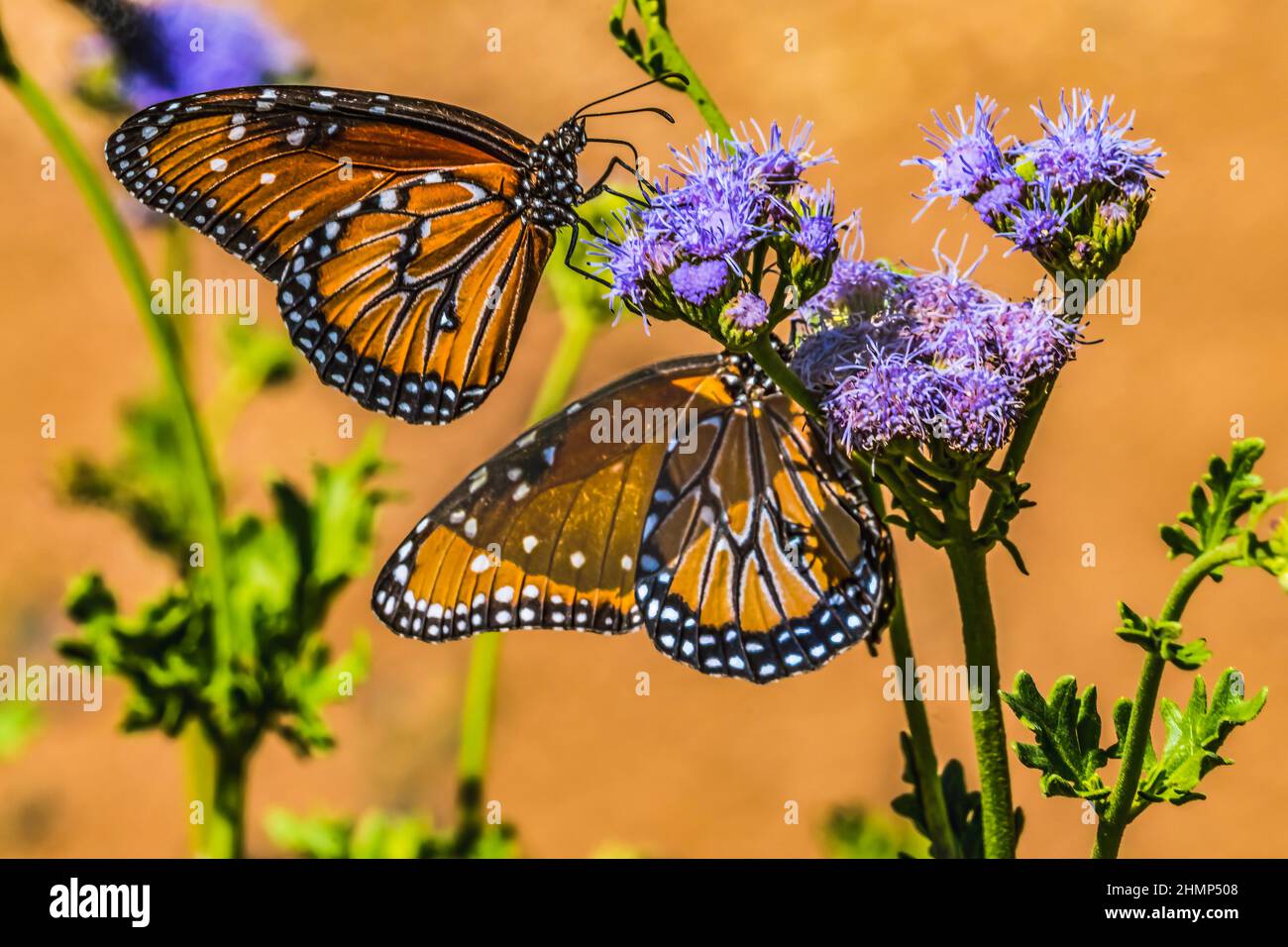 Orange Brown Wings Queen Butterflies Danaus gillipus Blue Billygoat ...