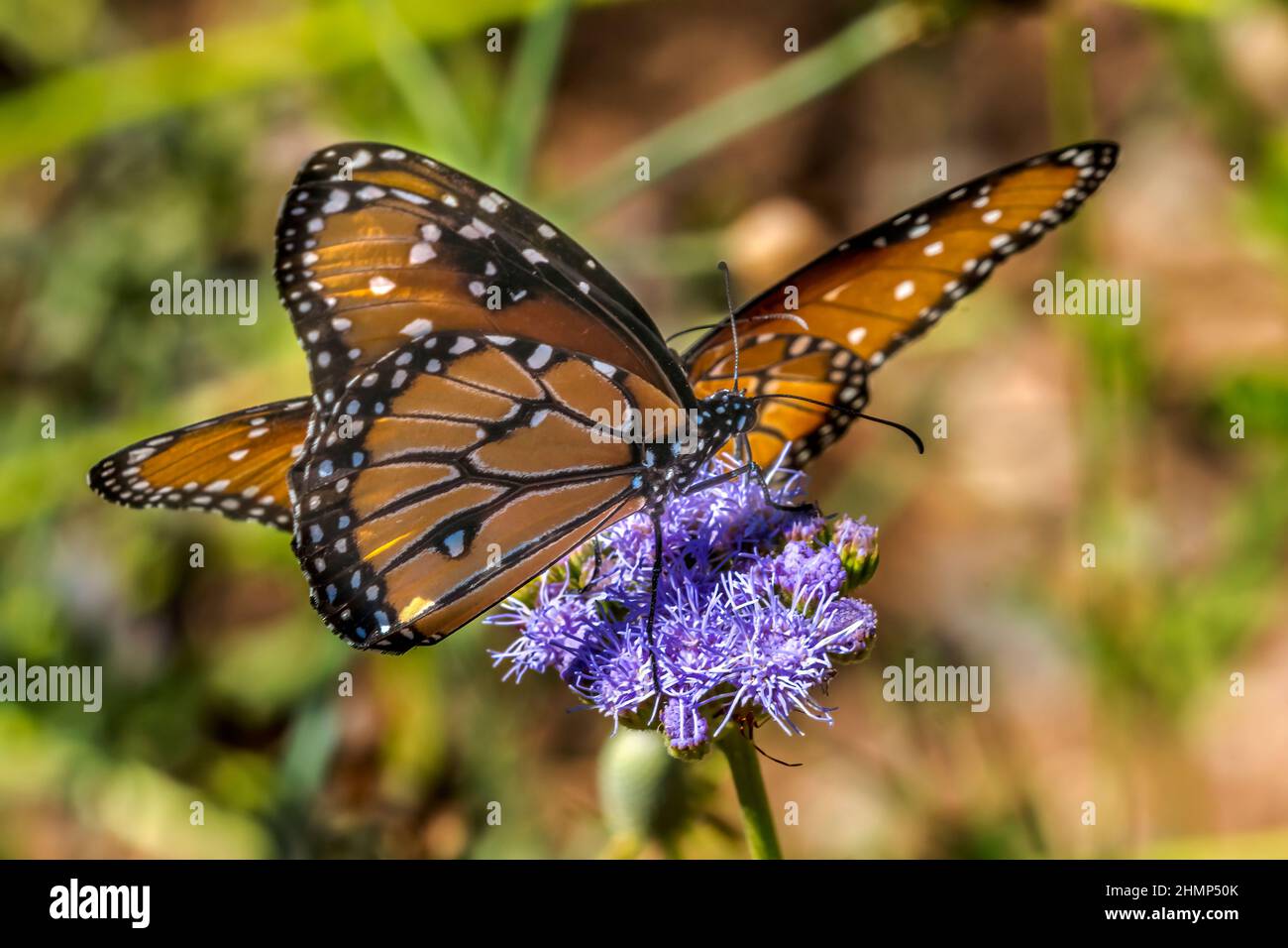 Orange Brown Wings Queen Butterflies Danaus gillipus Blue Billygoat ...