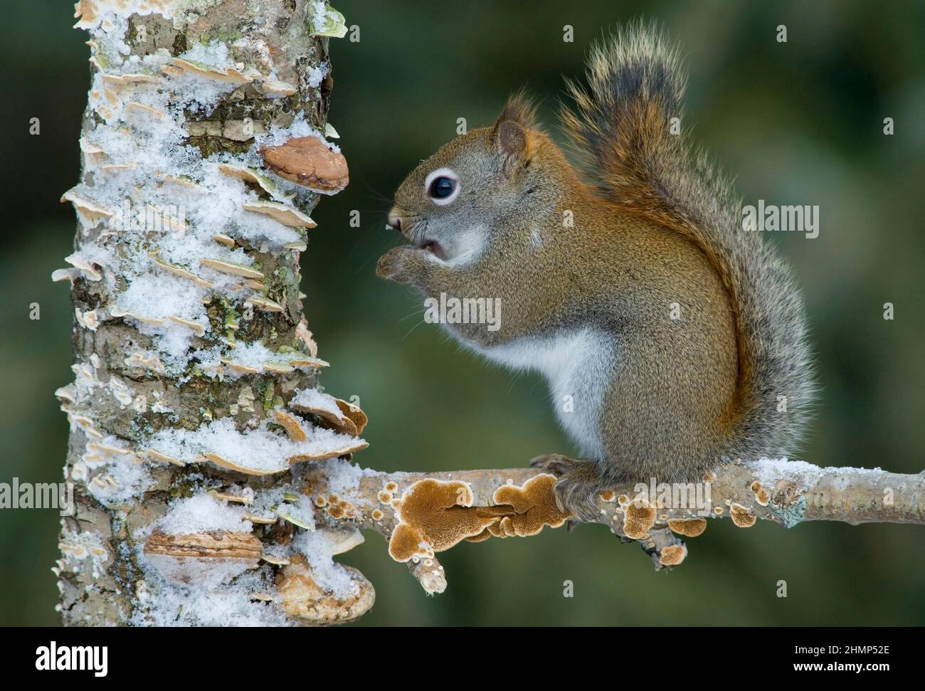 Red squirrel on dead tree feeding hi-res stock photography and images ...